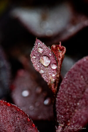 Fine art macro photography, photo prints by Elena Sullivan.