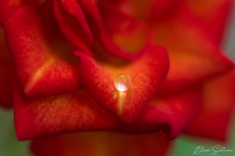 Fine art macro photography, photo prints by Elena Sullivan.
