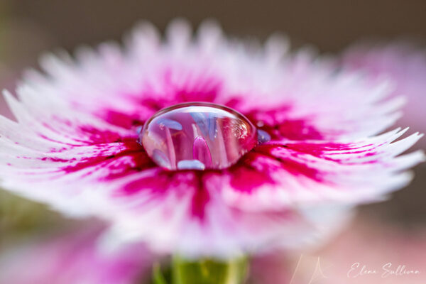 Fine art macro photography, photo prints by Elena Sullivan.